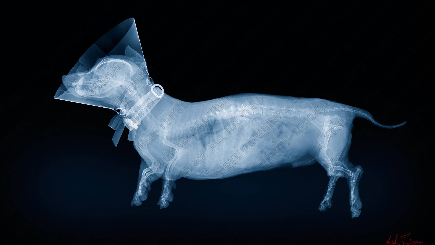 Home - XOGRAM - Hugh Turvey x-ray artist @ artistx.studio